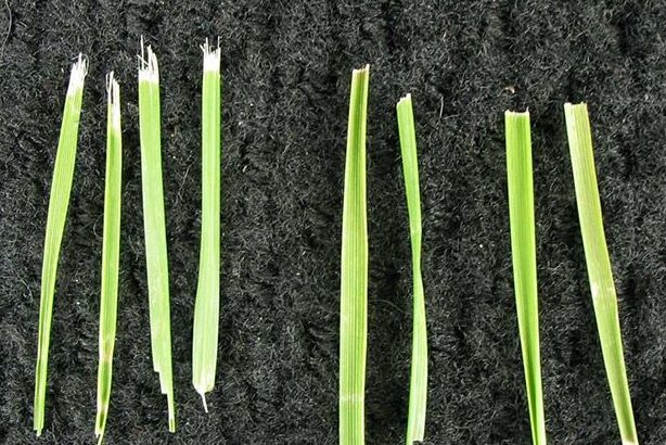 Is It Important Whether Or Not My Blades Are Sharp? - Nightingale Lawn ...