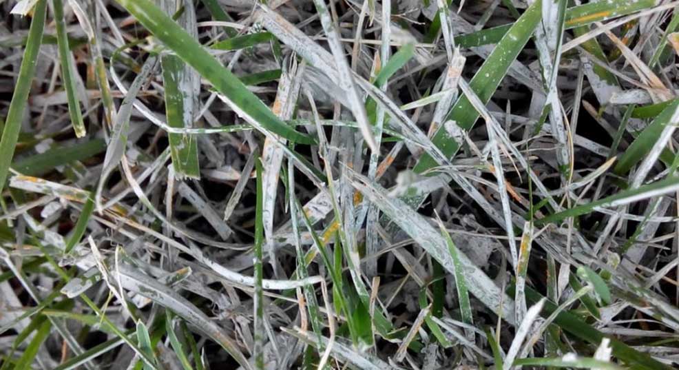 Common Lawn Fungi In Missouri - Nightingale Lawn & Landscape LLC
